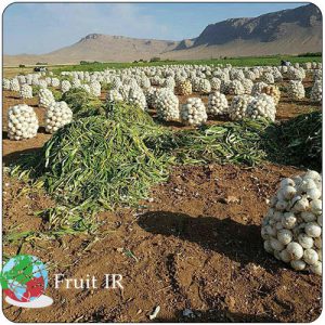 Onion Export - Iran Fruit and Vegetable Export Group - Iran Onion Exporter